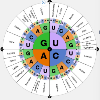 IB DP Biology Proteins Study Notes