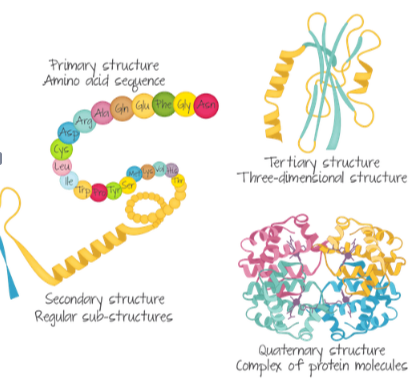 IB DP Biology Proteins Study Notes
