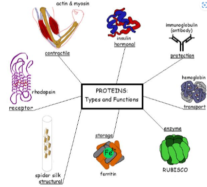 IB DP Biology Proteins Study Notes