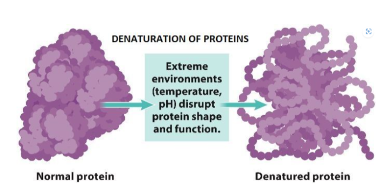 IB DP Biology Proteins Study Notes