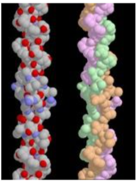 IB DP Biology Proteins Study Notes