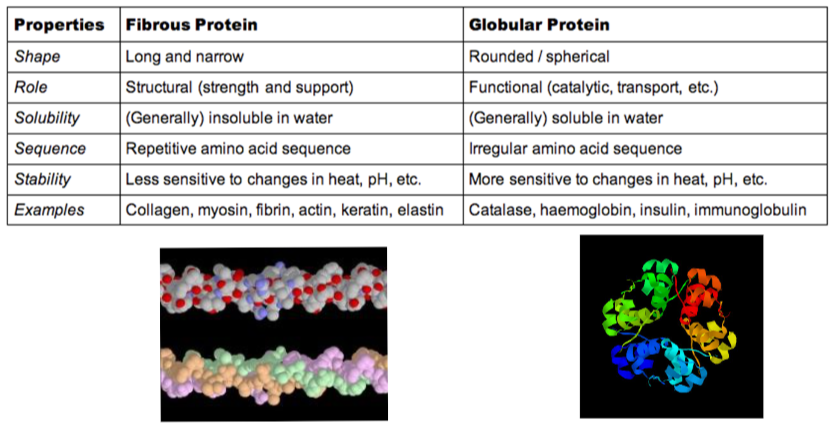 IB DP Biology Proteins Study Notes