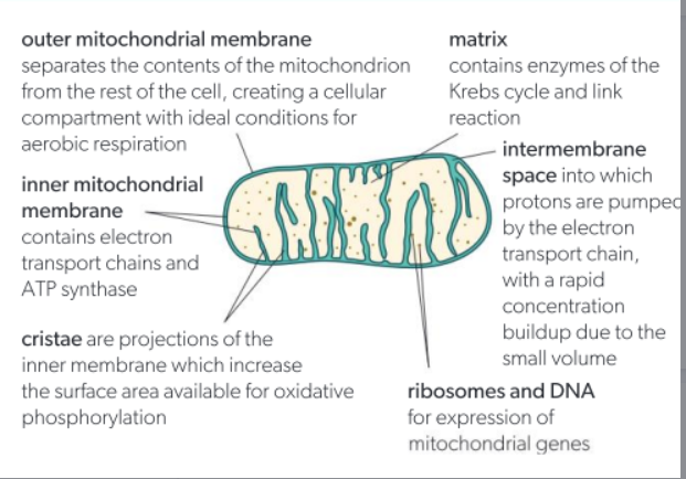 IB DP Biology Organelles and compartmentalization Study Notes