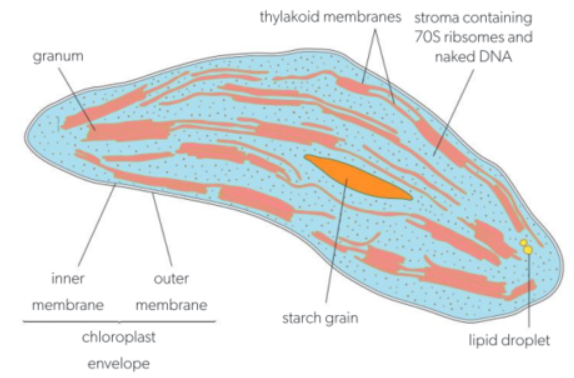 IBDP Biology 2025 SL&HL: B2.2 Organelles and compartmentalization Study ...