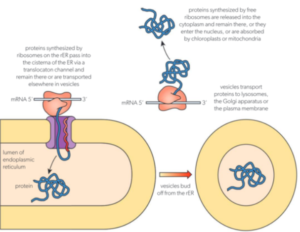 IBDP Biology 2025 SL&HL: B2.2 Organelles and compartmentalization Study ...
