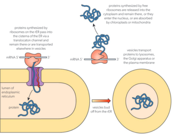 IBDP Biology 2025 SL&HL: B2.2 Organelles and compartmentalization Study ...