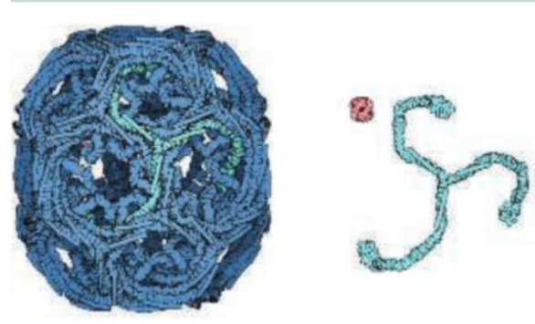IBDP Biology 2025 SL&HL: B2.2 Organelles and compartmentalization Study ...