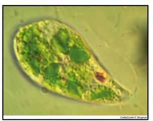 IBDP Biology 2025 SL&HL: B2.3 Cell specialization Study Notes