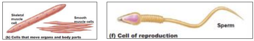 IBDP Biology 2025 SL&HL: B2.3 Cell specialization Study Notes