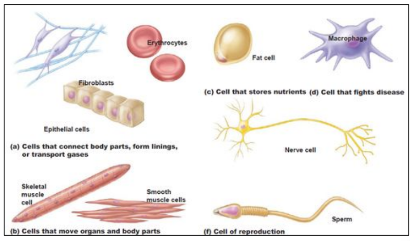 IBDP Biology 2025 SL&HL: B2.3 Cell specialization Study Notes