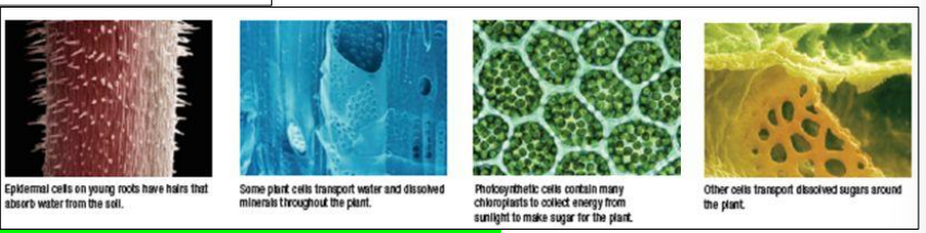 IBDP Biology 2025 SL&HL: B2.3 Cell specialization Study Notes