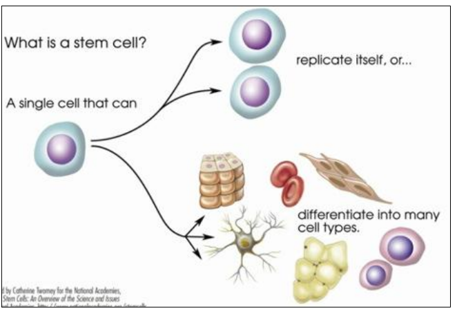 IBDP Biology 2025 SL&HL: B2.3 Cell specialization Study Notes