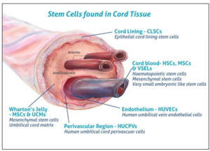 IBDP Biology 2025 SL&HL: B2.3 Cell specialization Study Notes