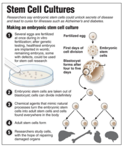 IBDP Biology 2025 SL&HL: B2.3 Cell specialization Study Notes