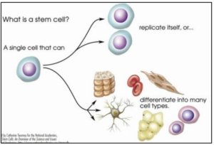 IBDP Biology 2025 SL&HL: B2.3 Cell specialization Study Notes
