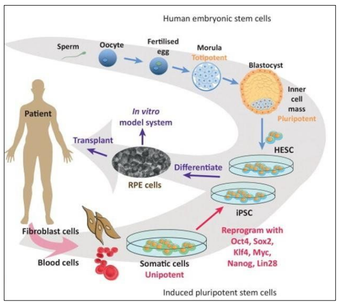 IBDP Biology 2025 SL&HL: B2.3 Cell specialization Study Notes