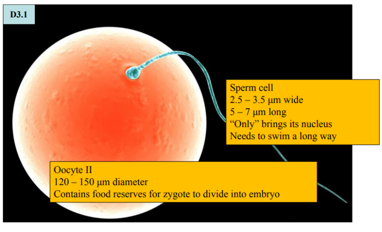 IB DP Biology Cell specialization Study Notes | New Syllabus