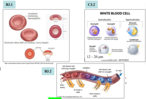 IBDP Biology 2025 SL&HL: B2.3 Cell specialization Study Notes