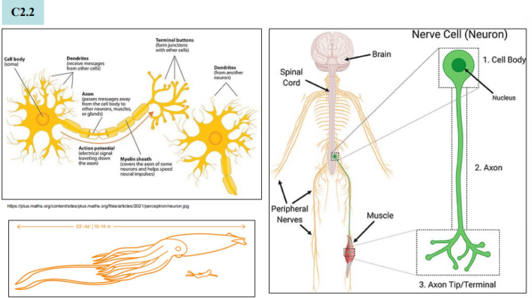 IB DP Biology Cell specialization Study Notes | New Syllabus