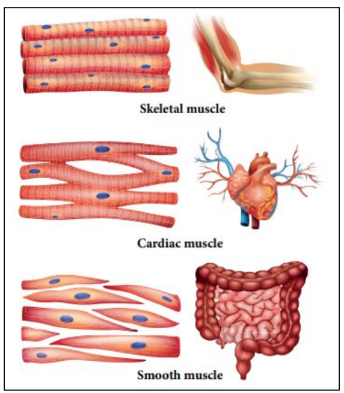 IB DP Biology Cell specialization Study Notes | New Syllabus