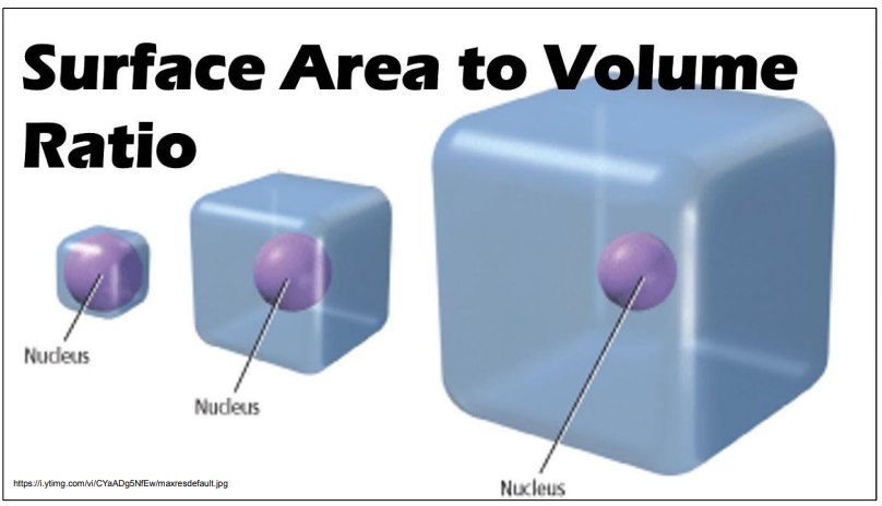 IBDP Biology 2025 SL&HL: B2.3 Cell specialization Study Notes