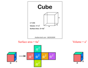 IBDP Biology 2025 SL&HL: B2.3 Cell specialization Study Notes
