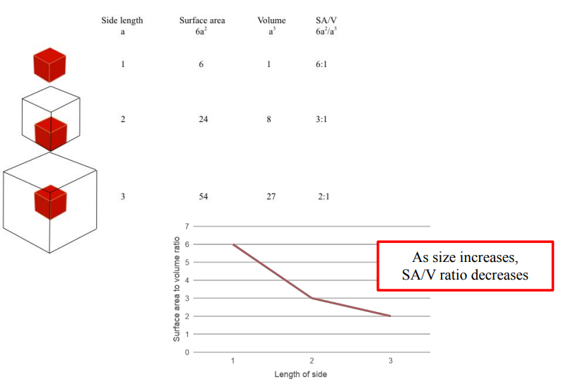 IBDP Biology 2025 SL&HL: B2.3 Cell specialization Study Notes