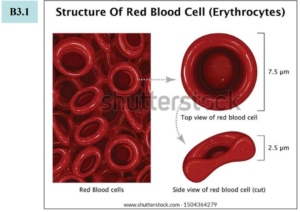 IBDP Biology 2025 SL&HL: B2.3 Cell specialization Study Notes