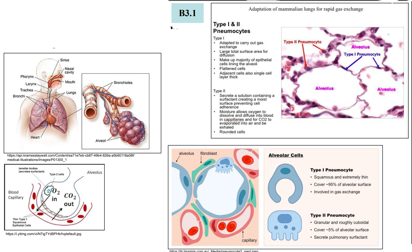 IB DP Biology Cell specialization Study Notes | New Syllabus