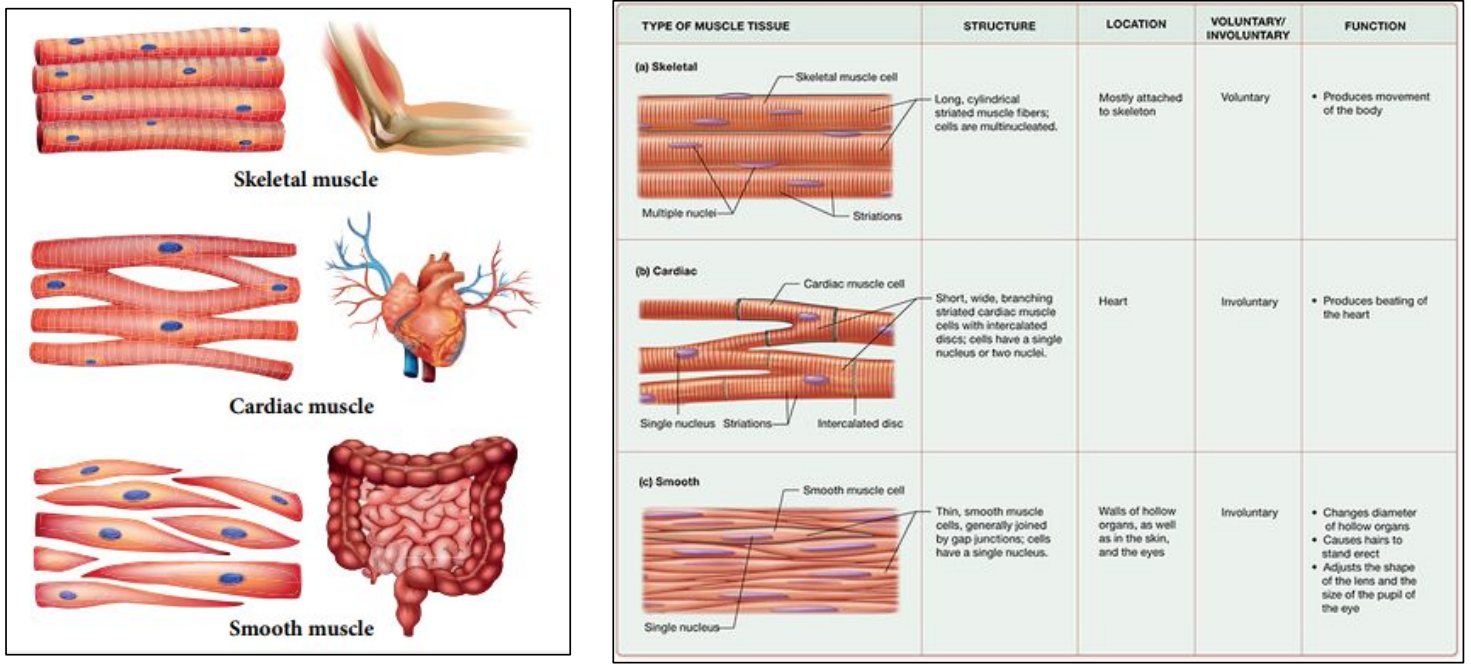 IBDP Biology 2025 SL&HL: B2.3 Cell specialization Study Notes