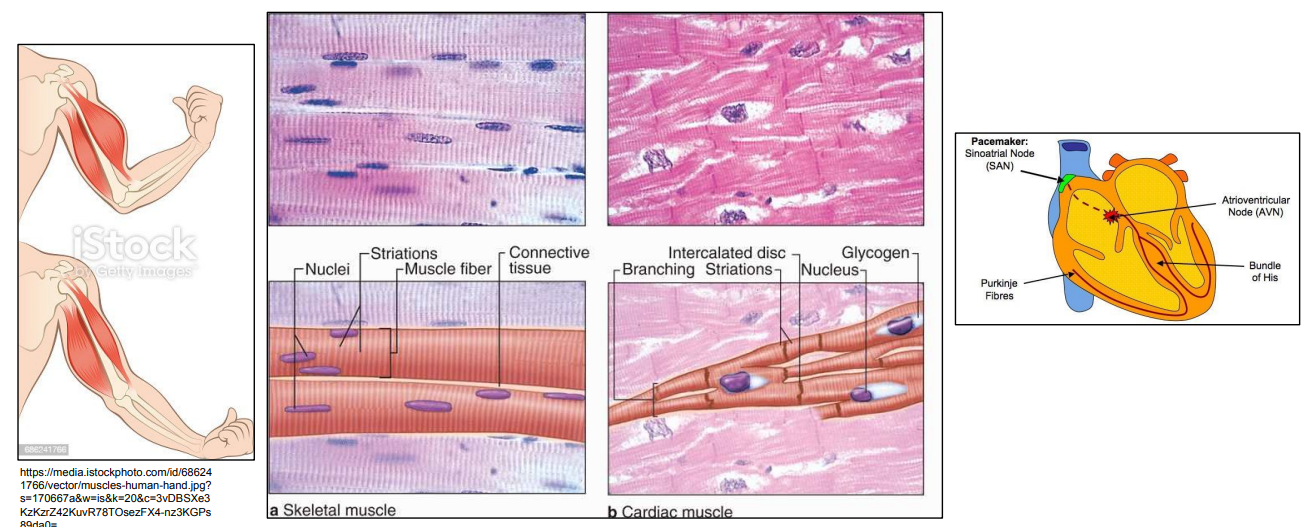 IBDP Biology 2025 SL&HL: B2.3 Cell specialization Study Notes