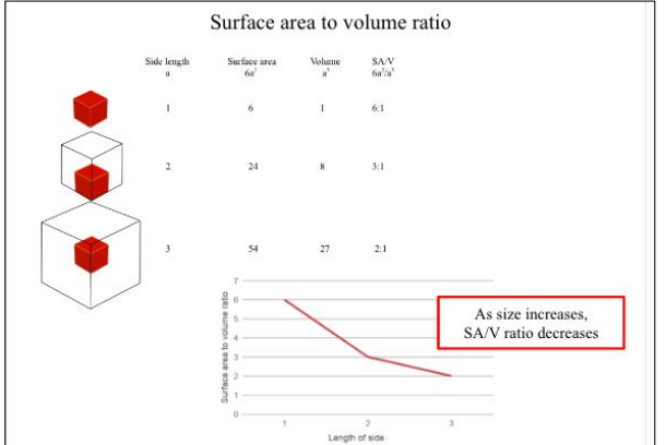 IB DP Biology Gas exchange Study Notes | IB DP Biology 2025