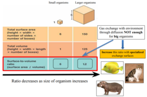 IB DP Biology Gas exchange Study Notes | IB DP Biology 2025