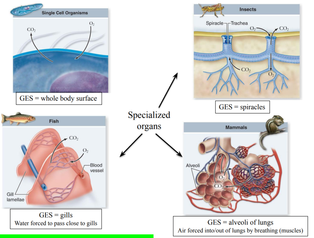 IB DP Biology Gas exchange Study Notes | IB DP Biology 2025
