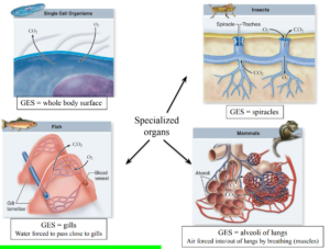 IB DP Biology Gas exchange Study Notes | IB DP Biology 2025