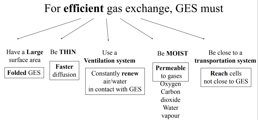 IB DP Biology Gas exchange Study Notes | IB DP Biology 2025