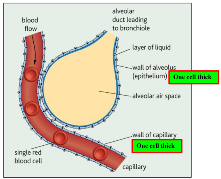 IB DP Biology Gas exchange Study Notes | IB DP Biology 2025