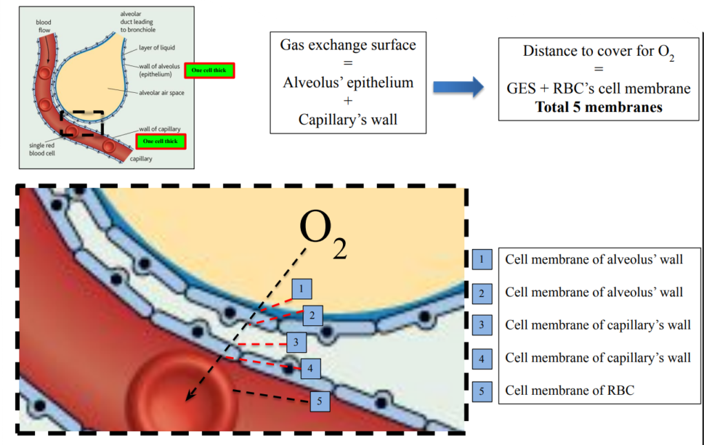 IB DP Biology Gas exchange Study Notes | IB DP Biology 2025