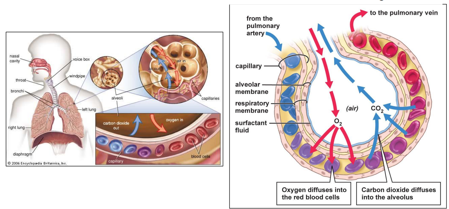 IB DP Biology Gas exchange Study Notes | IB DP Biology 2025