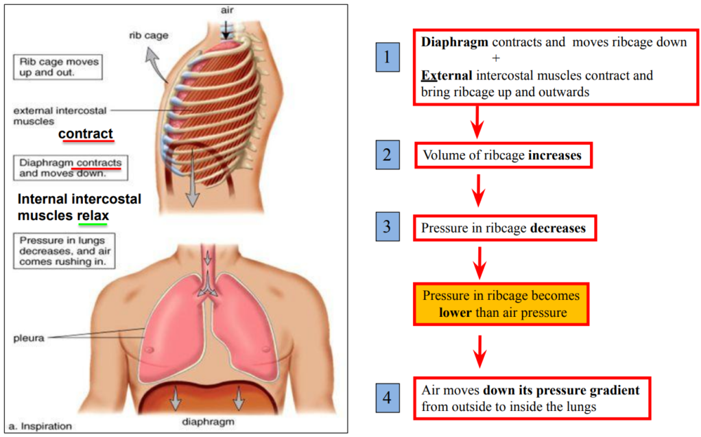IB DP Biology Gas exchange Study Notes | IB DP Biology 2025