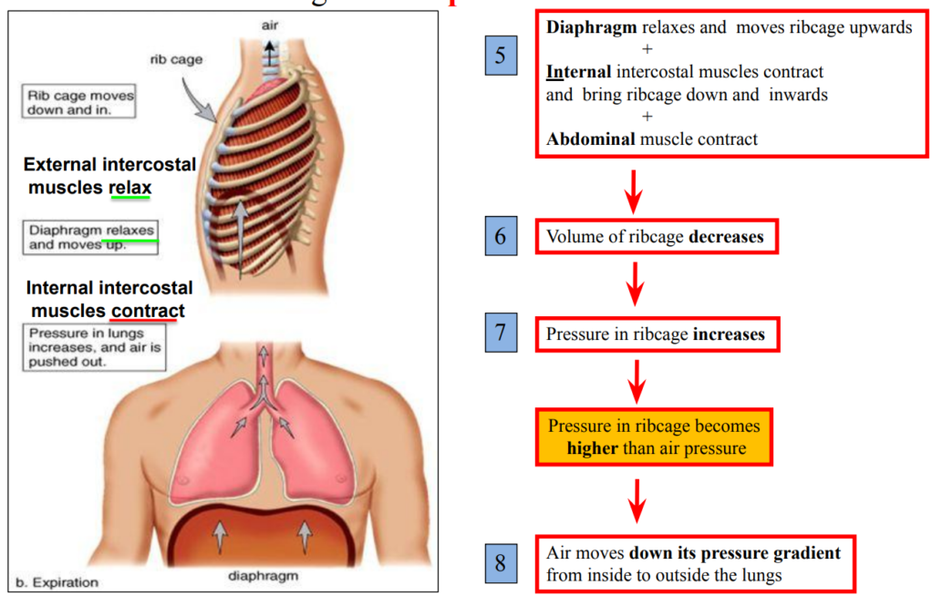 IB DP Biology Gas exchange Study Notes | IB DP Biology 2025
