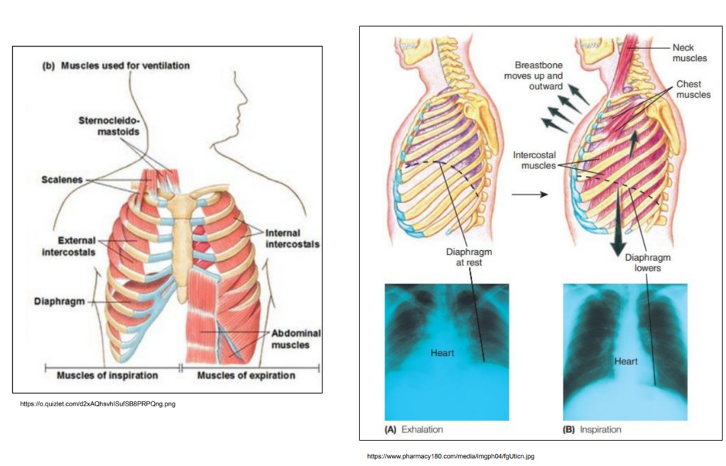 IB DP Biology Gas exchange Study Notes | IB DP Biology 2025
