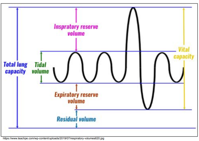 IB DP Biology Gas exchange Study Notes | IB DP Biology 2025