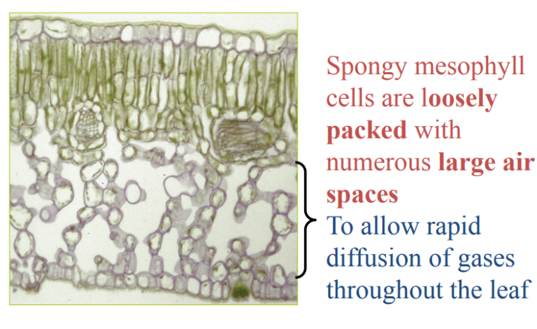 IB DP Biology Gas exchange Study Notes | IB DP Biology 2025