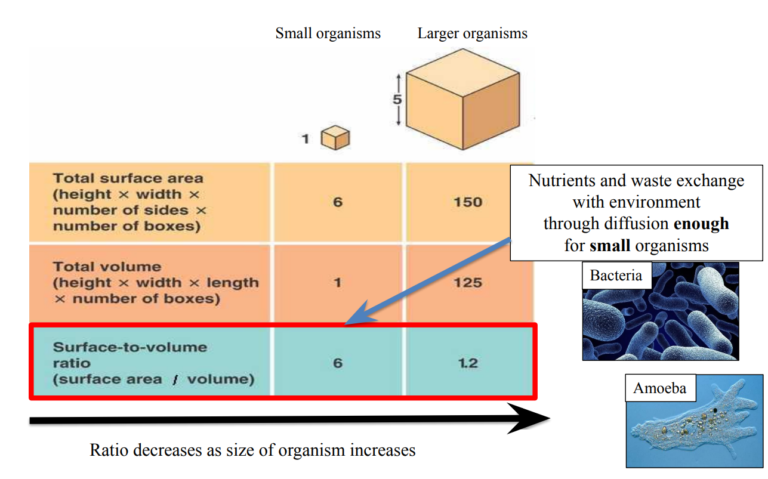 IB DP Biology Transport Study Notes | IITian Academy