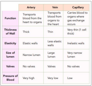 IB DP Biology Transport Study Notes | IITian Academy