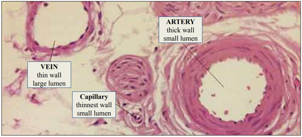 IB DP Biology Transport Study Notes | IITian Academy