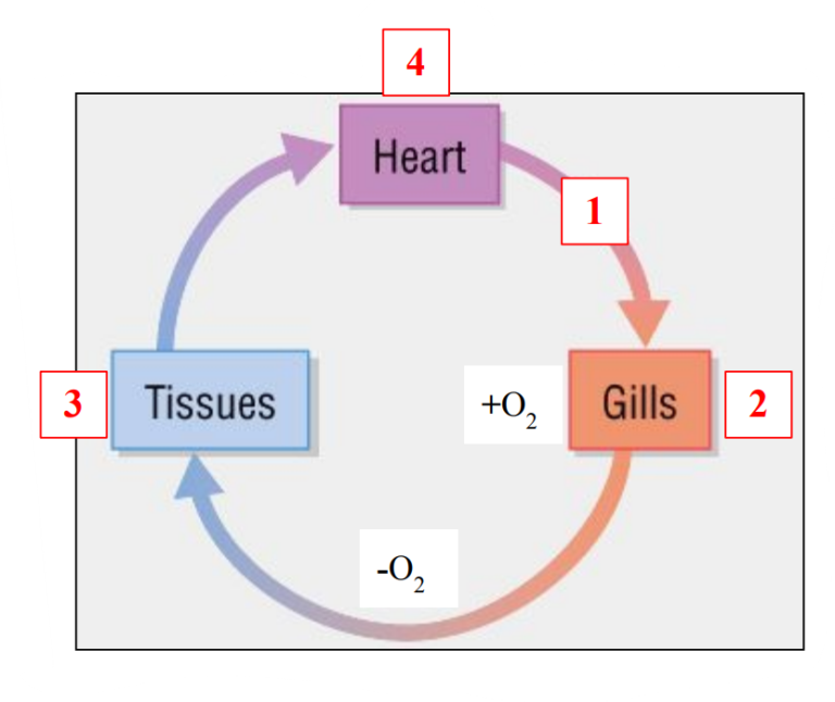IB DP Biology Transport Study Notes | IITian Academy