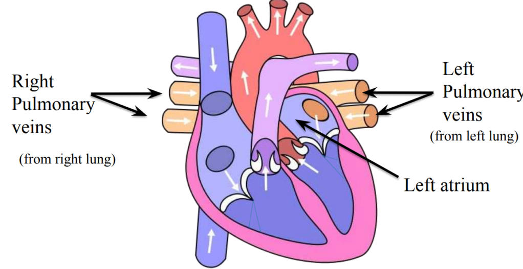 IB DP Biology Transport Study Notes | IITian Academy