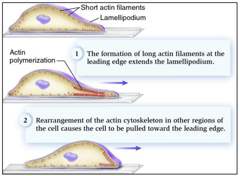 IB DP Biology Muscle and motility Study Notes | IITian Academy